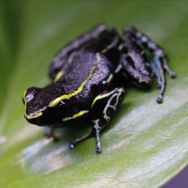 Dart Frog Connection - Hyloxalus azureiventris
