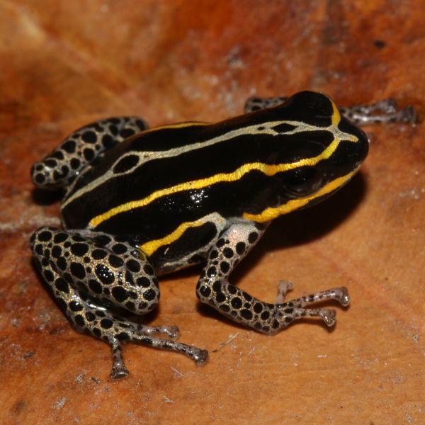 Dart Frog Connection - Ranitomeya sirensis Biolat