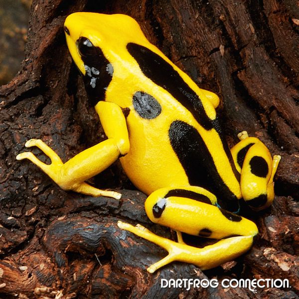 Yellow Orange Frog