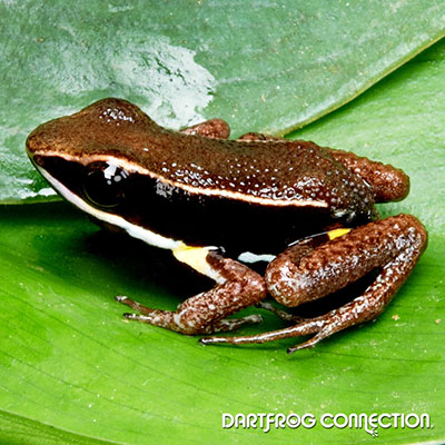 Dart Frog Connection - Learn About Dart Frog Species