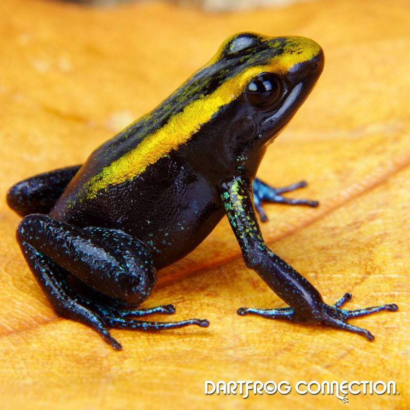 Dart Frog Connection