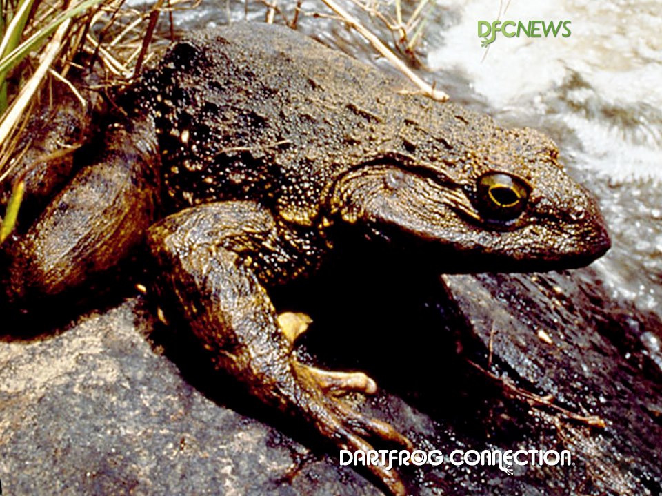 Dart Frog Connection