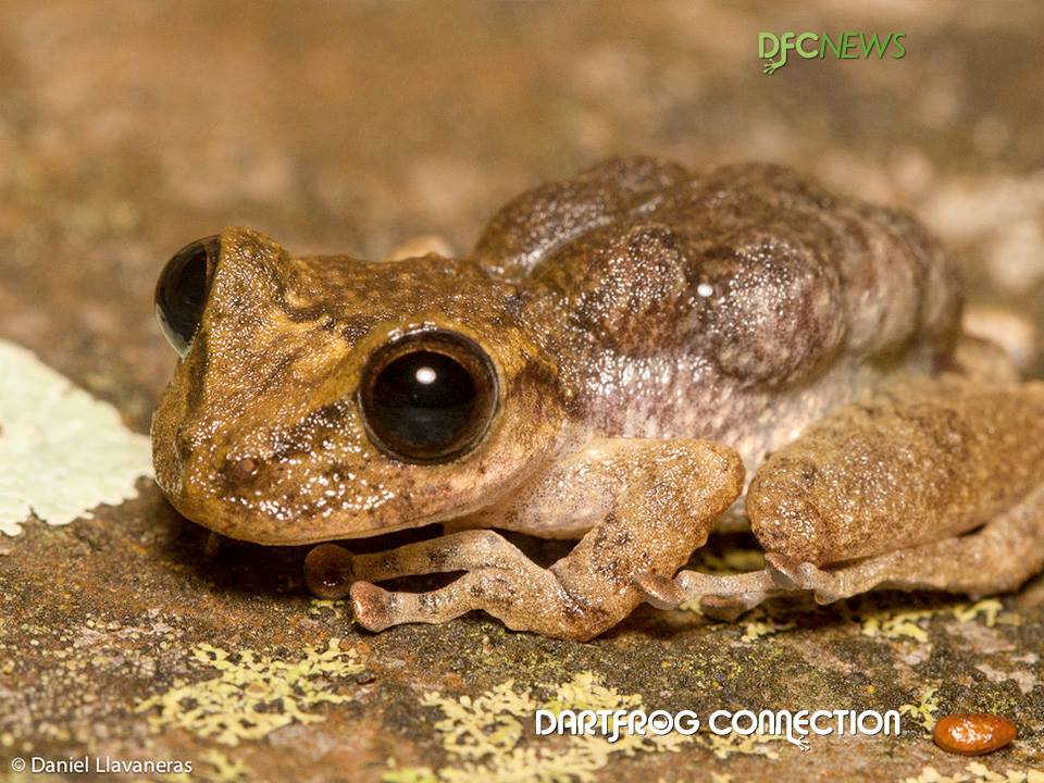 Dart Frog Connection