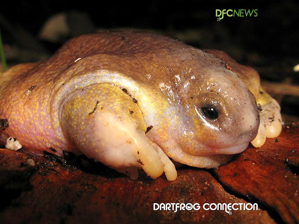 Dart Frog Connection