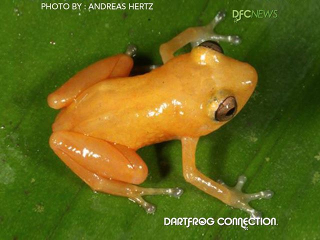 Dart Frog Connection